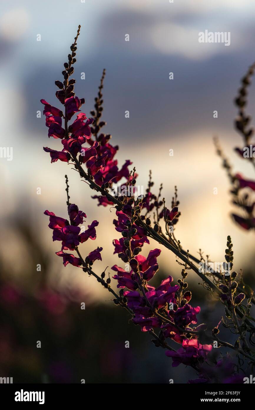 Greater Snapdragon (Antirrhinum tortuosum) is of purple-pink colour ...