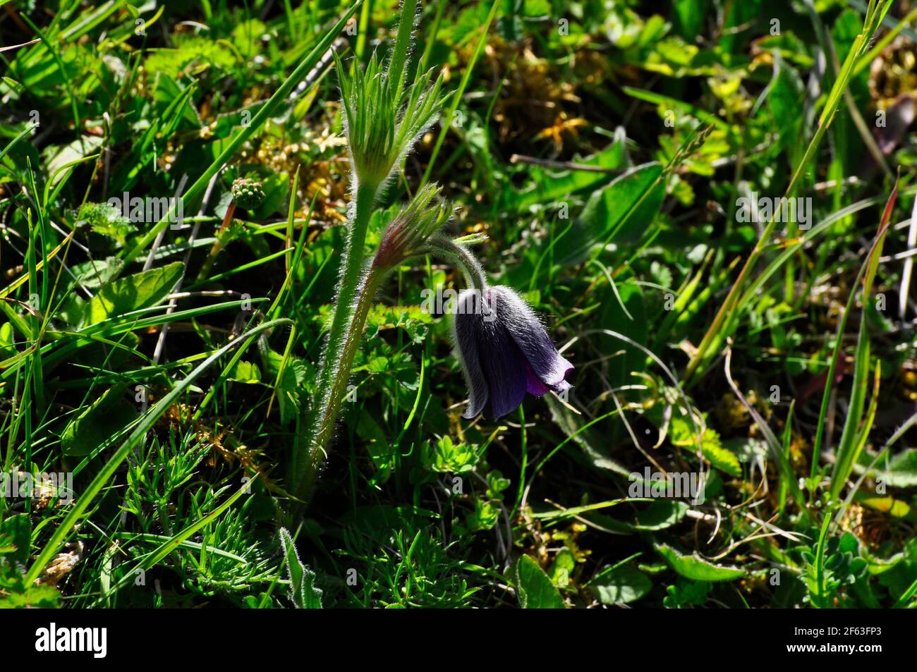 Pasque flower pulsatilla vulgaris hi-res stock photography and images ...