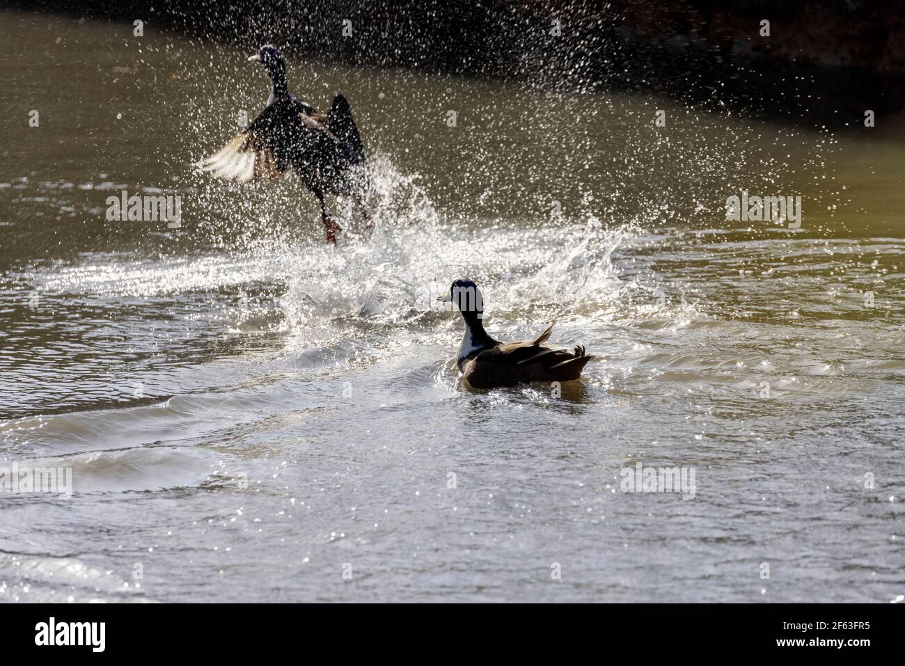 Ducks on the water, one of them taking off with a splash Stock Photo ...