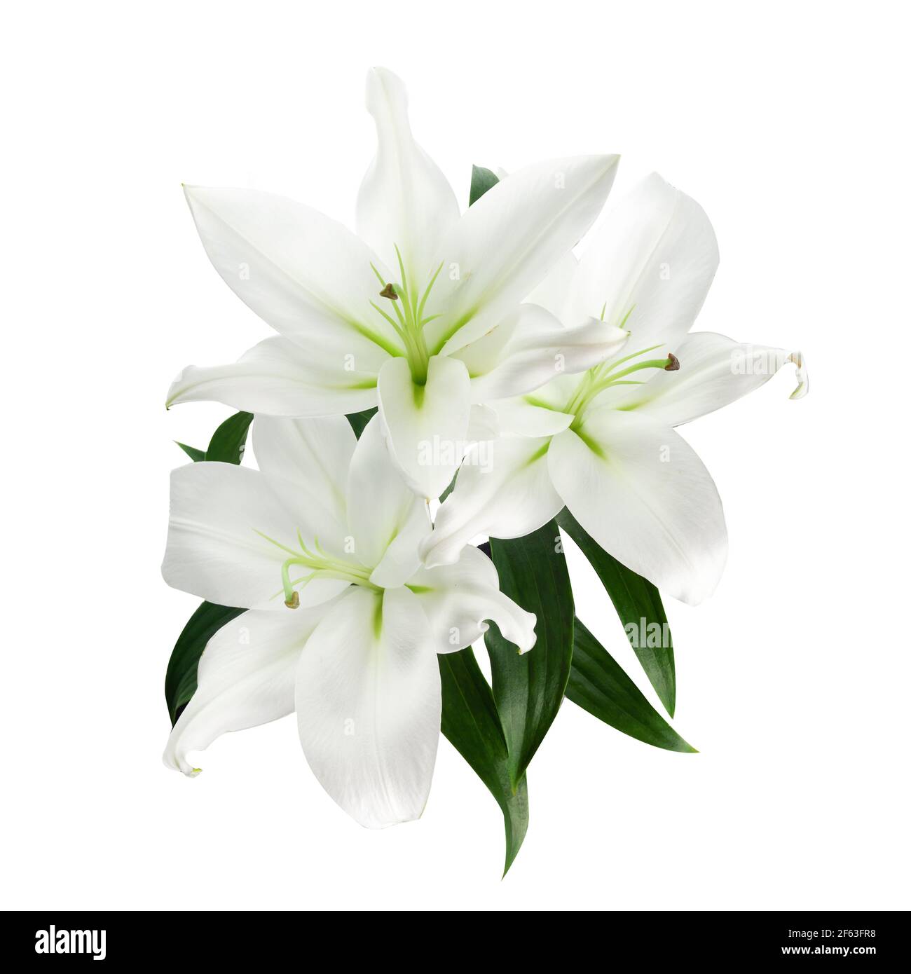 Beautiful white lily isolated on white background Stock Photo - Alamy