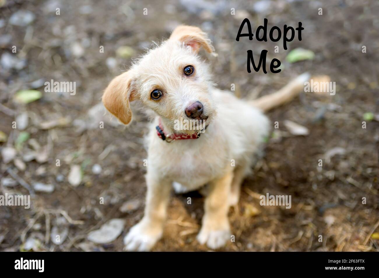 A Beautiful Sad Looking Dog Is Asking Someone to Adopt Him Stock Photo ...