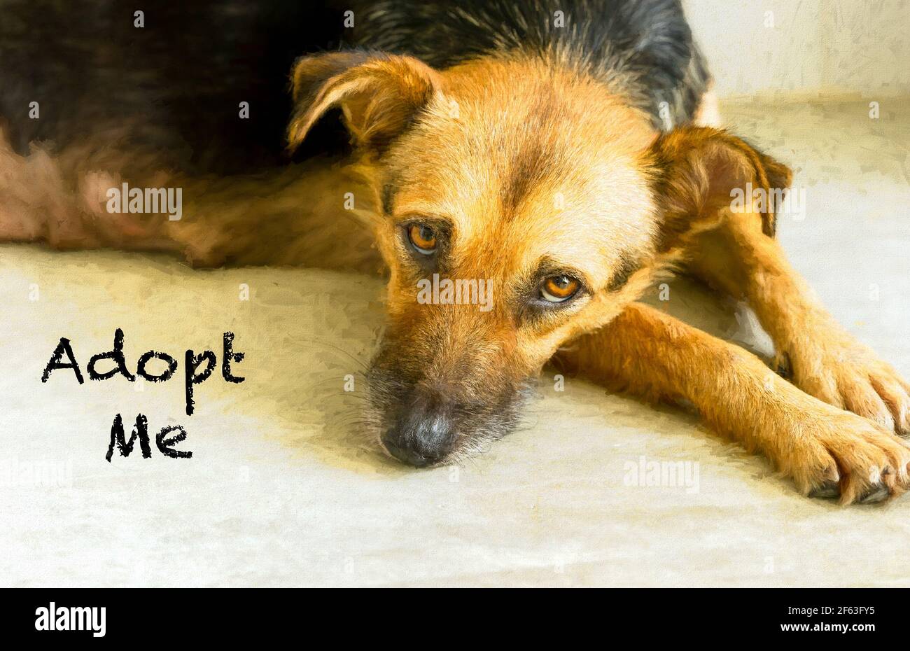 A Beautiful Sad Looking Dog Is Asking Someone to Adopt Him Stock Photo ...