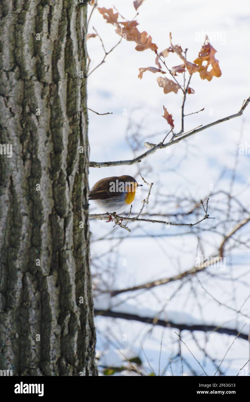 Working Bird High Resolution Stock Photography and Images - Alamy