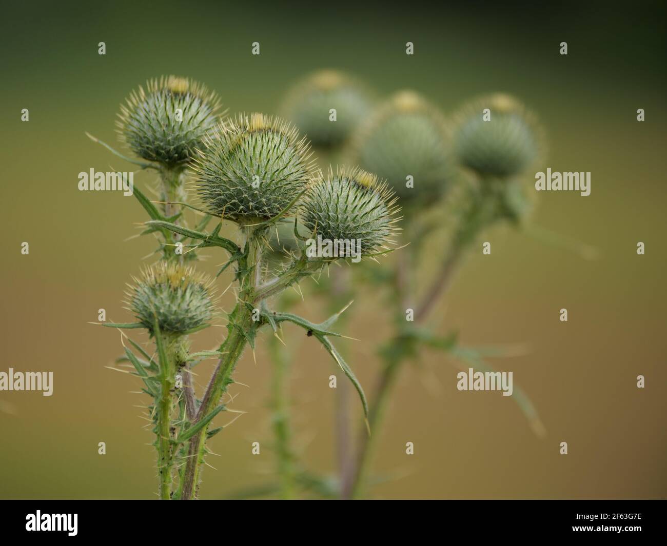 Distel schottland hi-res stock photography and images - Alamy