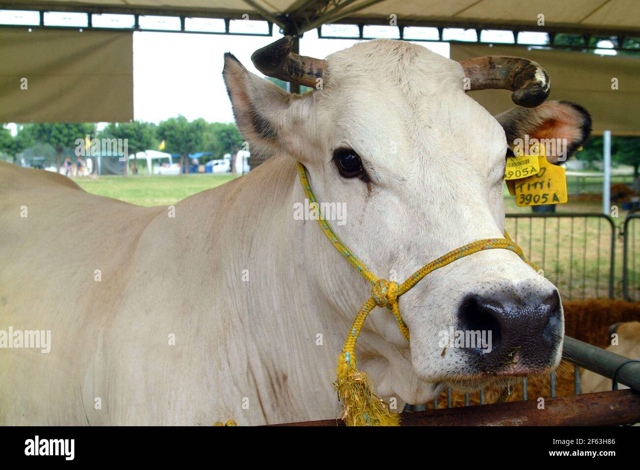Italian cattle breed hi-res stock photography and images - Alamy