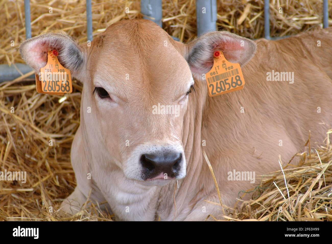 Piedmontese beef hi-res stock photography and images - Alamy