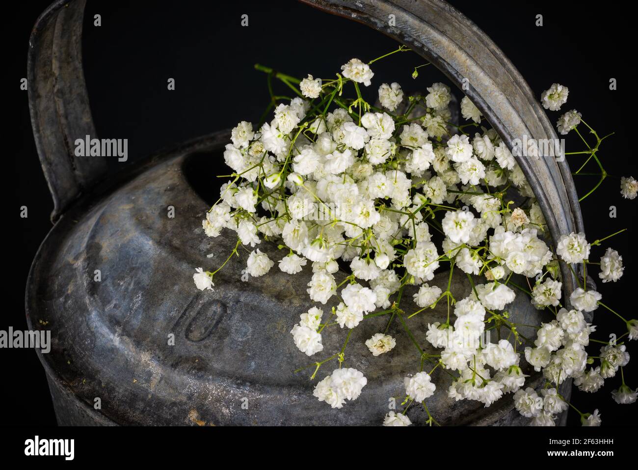 Old rusted watering can with baby's breath and black background Stock ...
