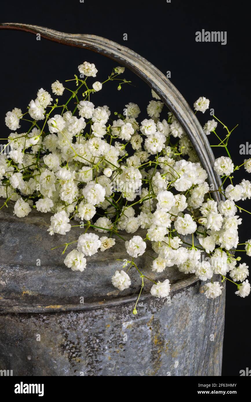 Old rusted watering can with baby's breath and black background Stock ...