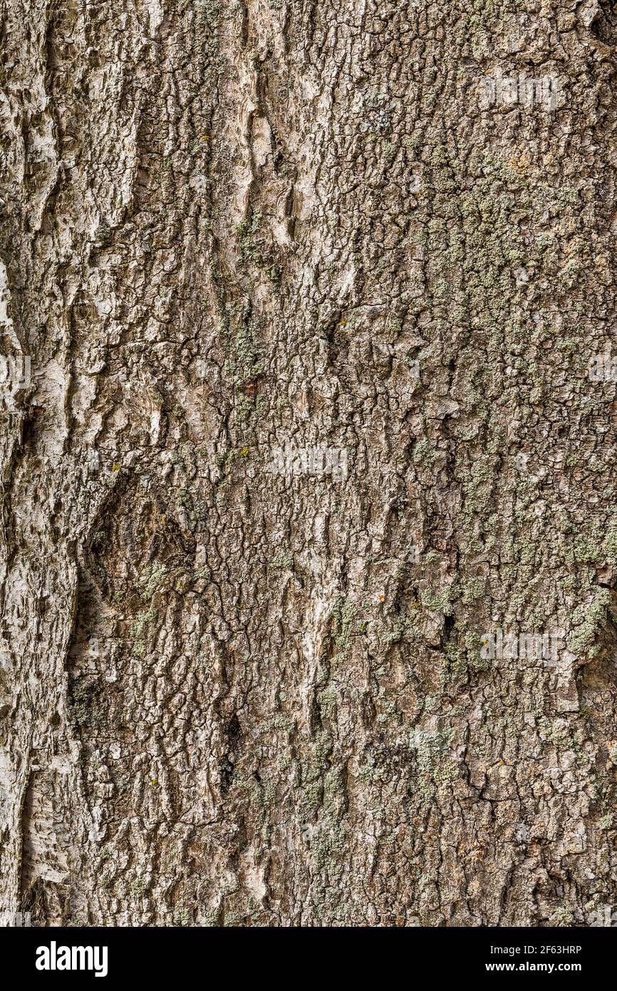 Mockup wooden texture tree of dark, rough tree bark brown color Stock ...