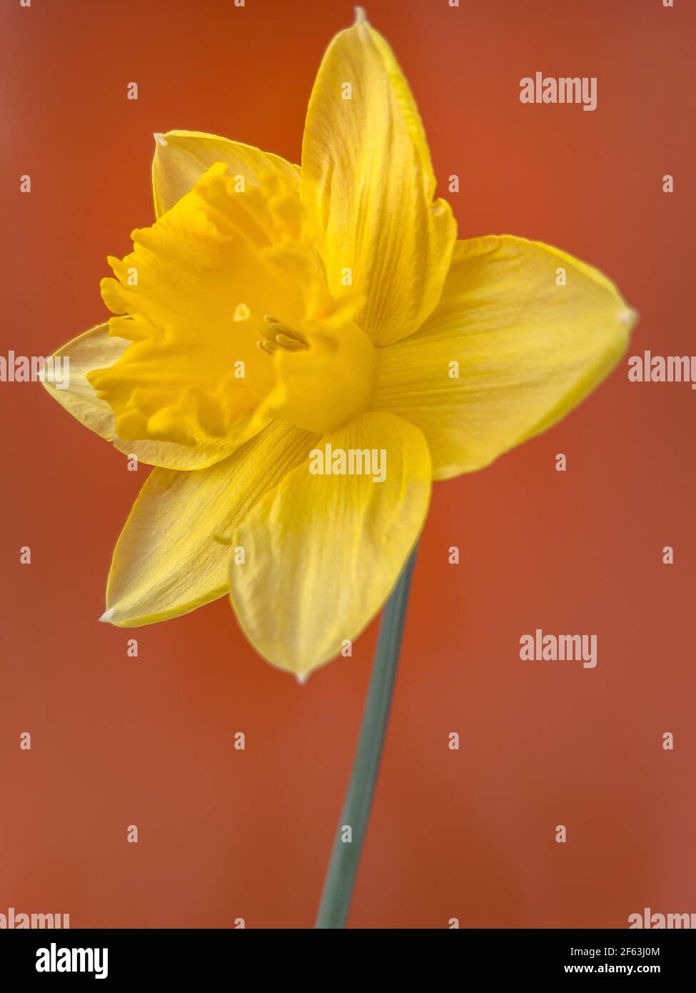 Spring flowers daffodils on a bright sunny day Stock Photo - Alamy
