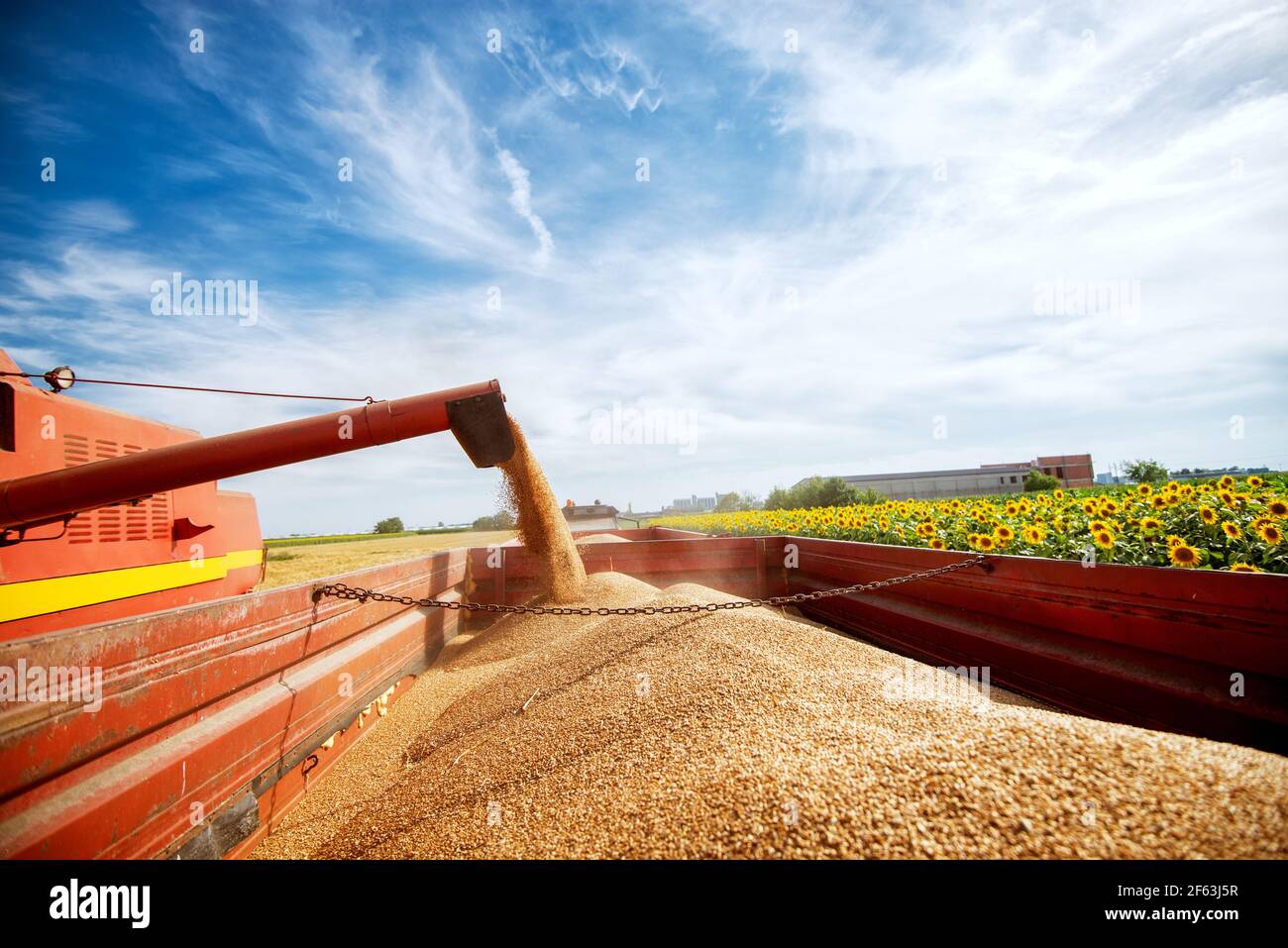 Filling a big red trailer with corns of wheat out of combine harvester ...