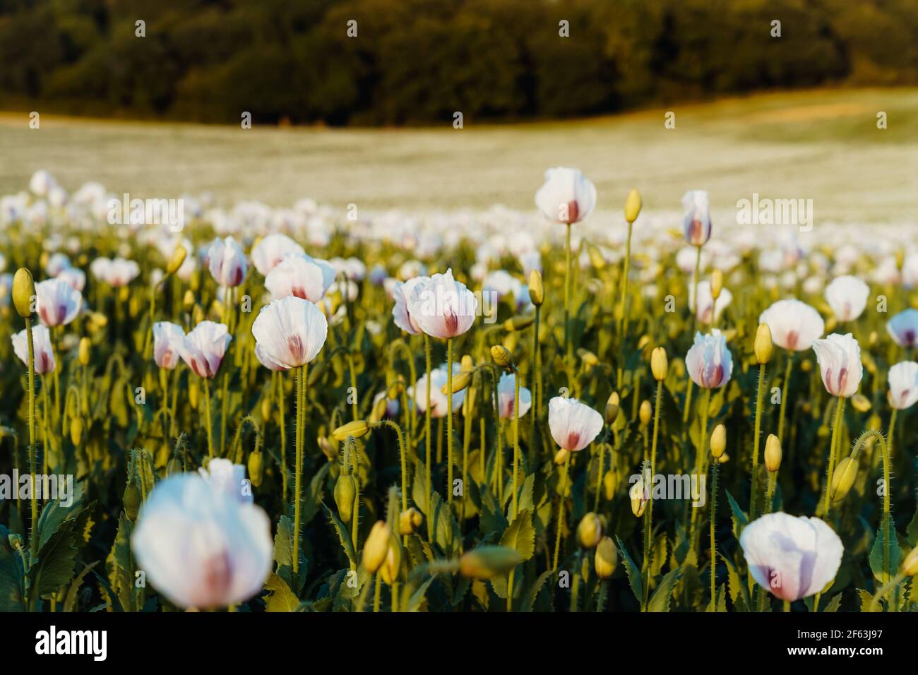 Opium poppy field hi-res stock photography and images - Alamy