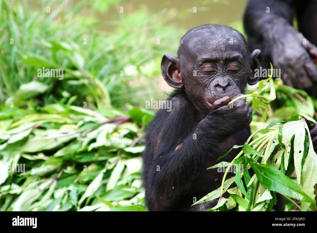 portrait of a sitting baby bonobo eating leaves at the lola ya bonobo ...