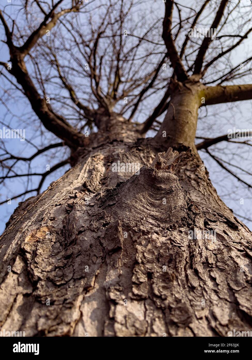 Tree trunk and branches without leaves on blue sky backgrounds taken ...