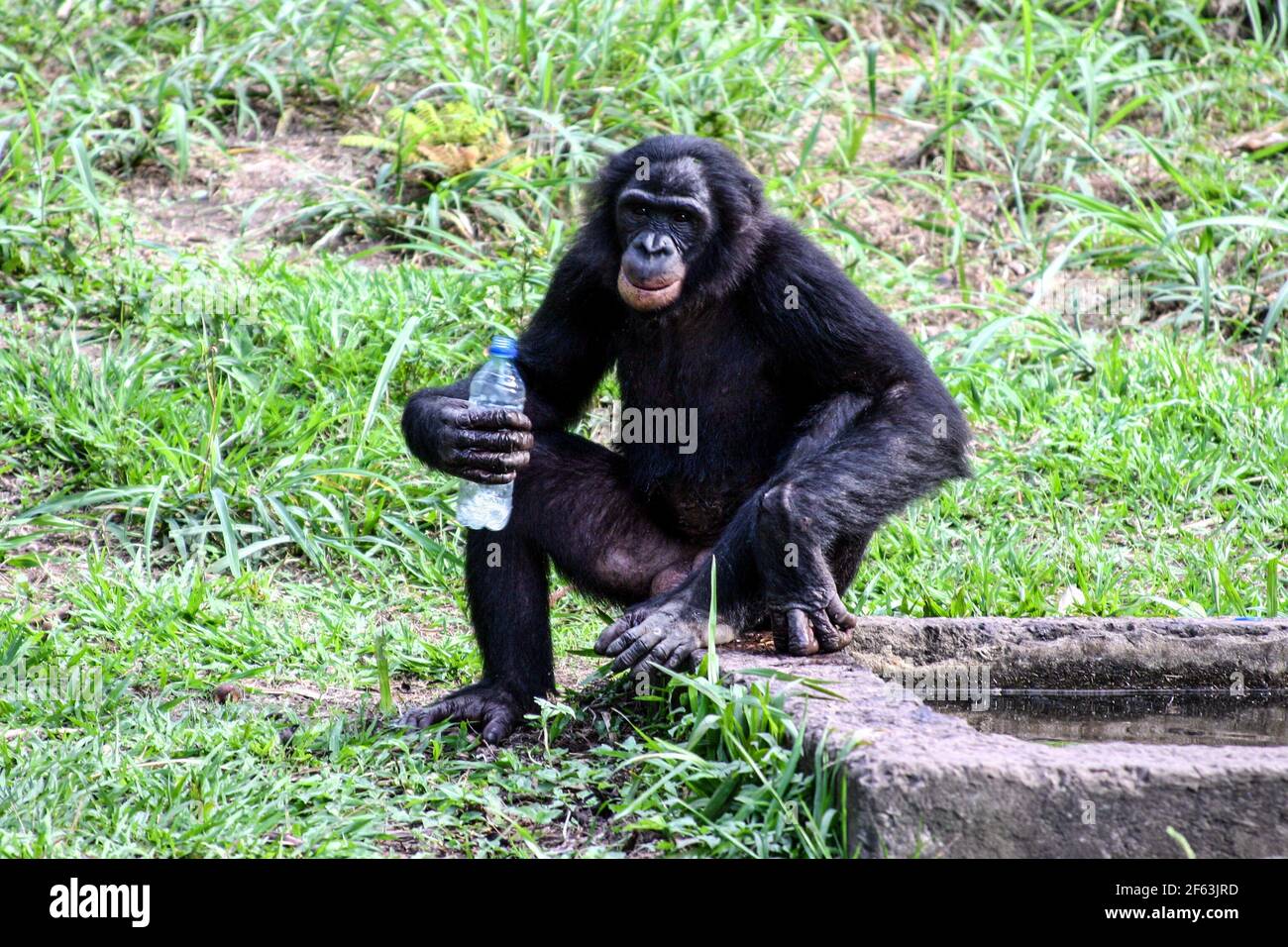 Portrait of a male bonobo drinking from a bottle, sitting by a watering ...