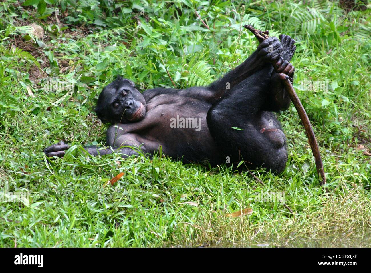 Male bonobo lying on his back and playing with a stick Stock Photo - Alamy