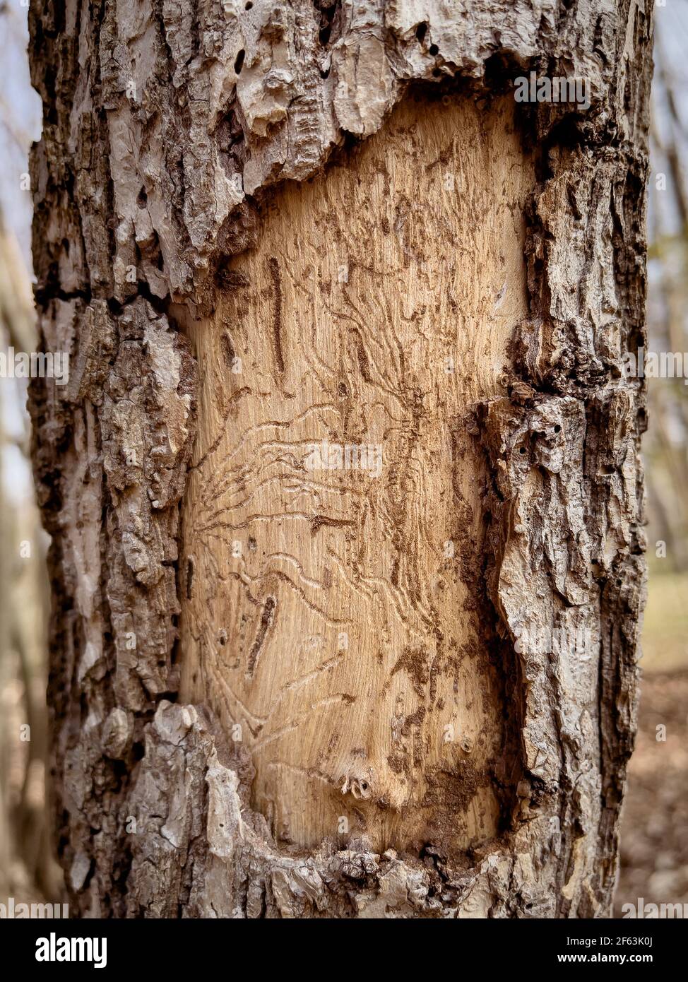 Trunk of tree with exfoliating bark. Diseased tree damaged by bark ...