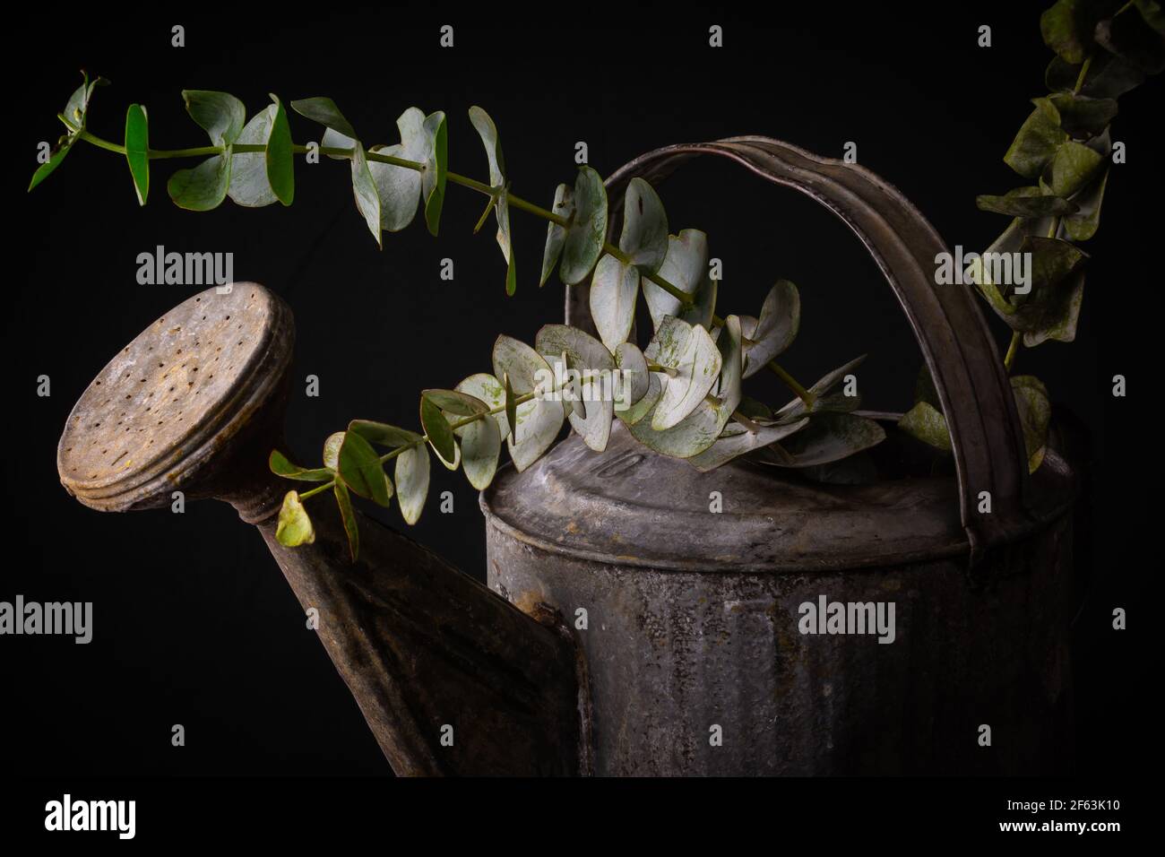 Fresh Eucalyptus branches in old rusted watering can Stock Photo - Alamy