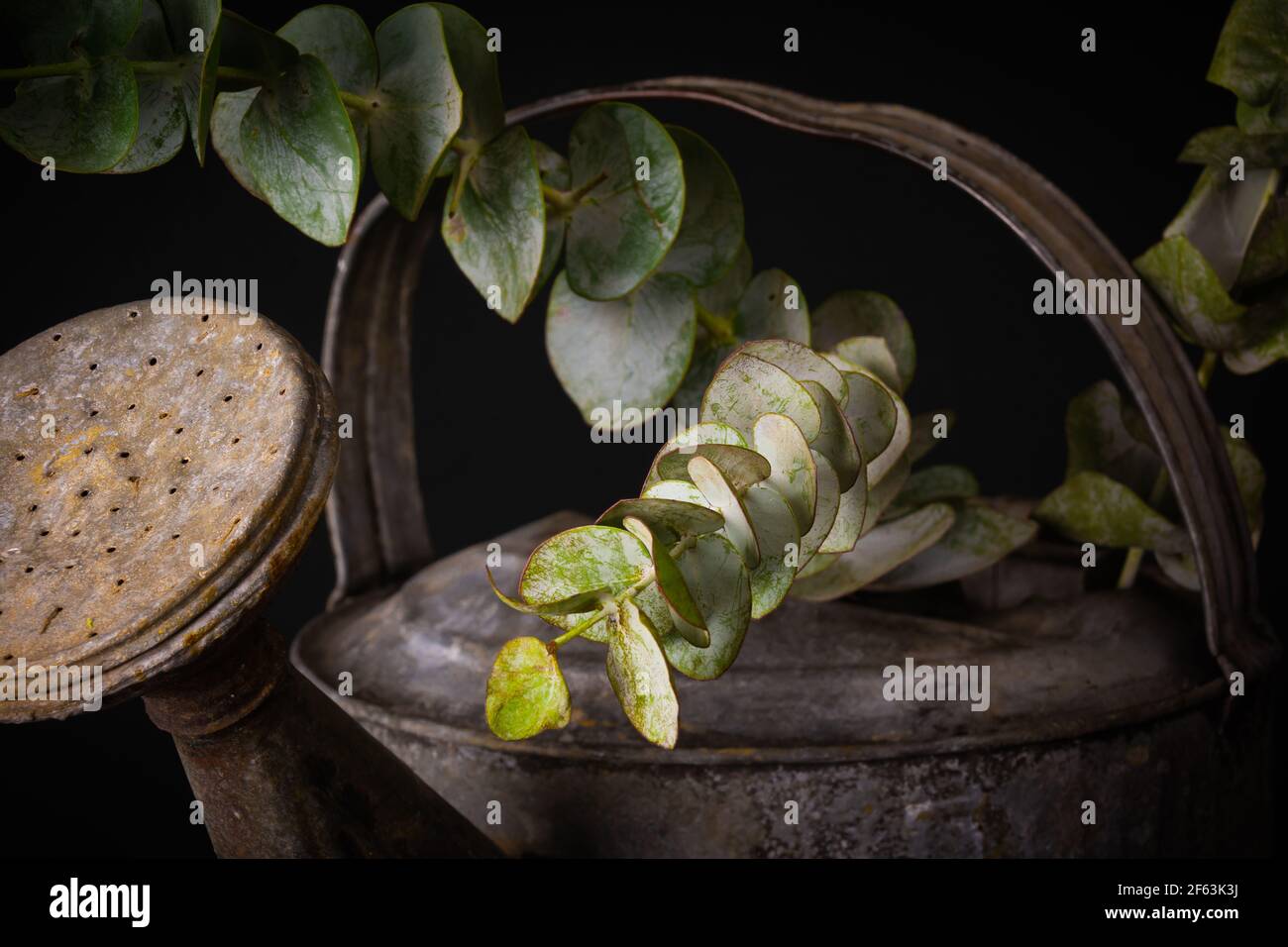 Fresh Eucalyptus branches in old rusted watering can Stock Photo - Alamy
