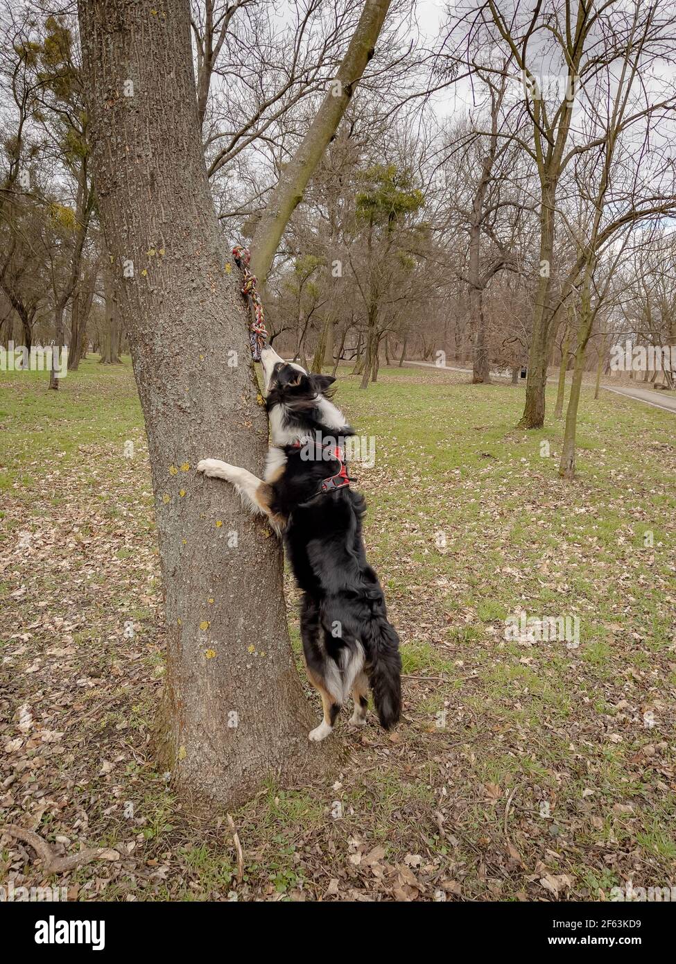 Australian Shepherd Dog playing with a toy in the spring park with the ...