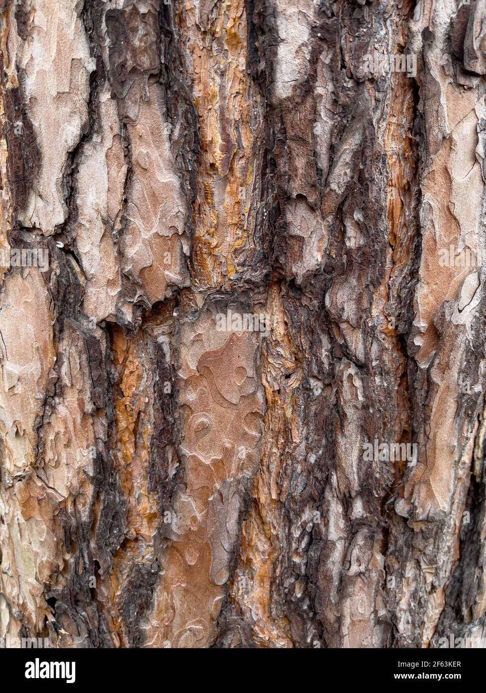 Tree bark texture pattern hi-res stock photography and images - Alamy
