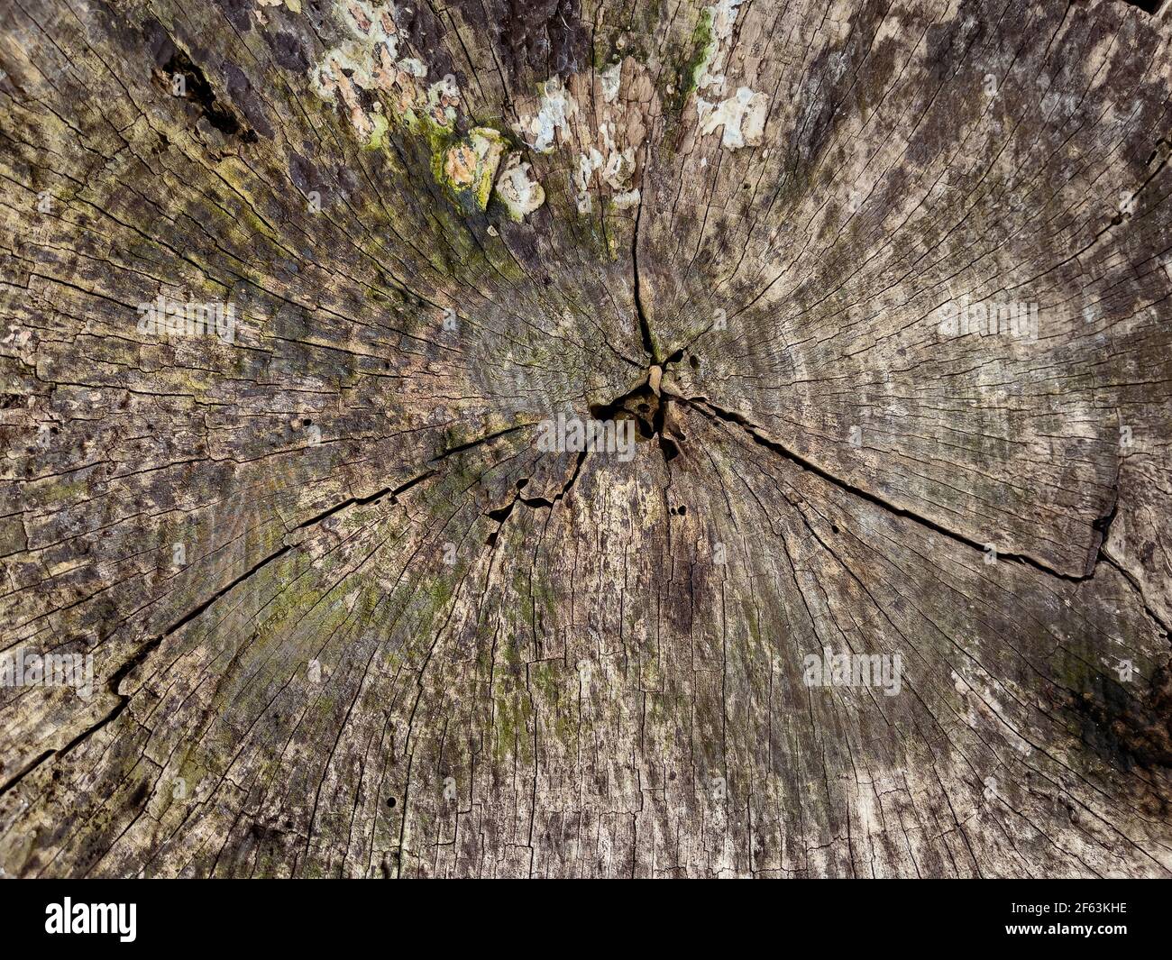 Cross section of tree hi-res stock photography and images - Alamy