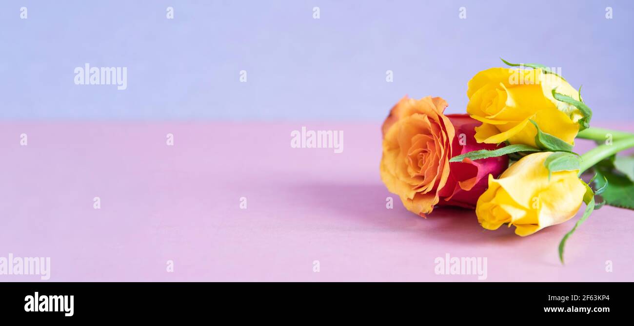 Roses yellow and red orange on flat background purple Stock Photo - Alamy