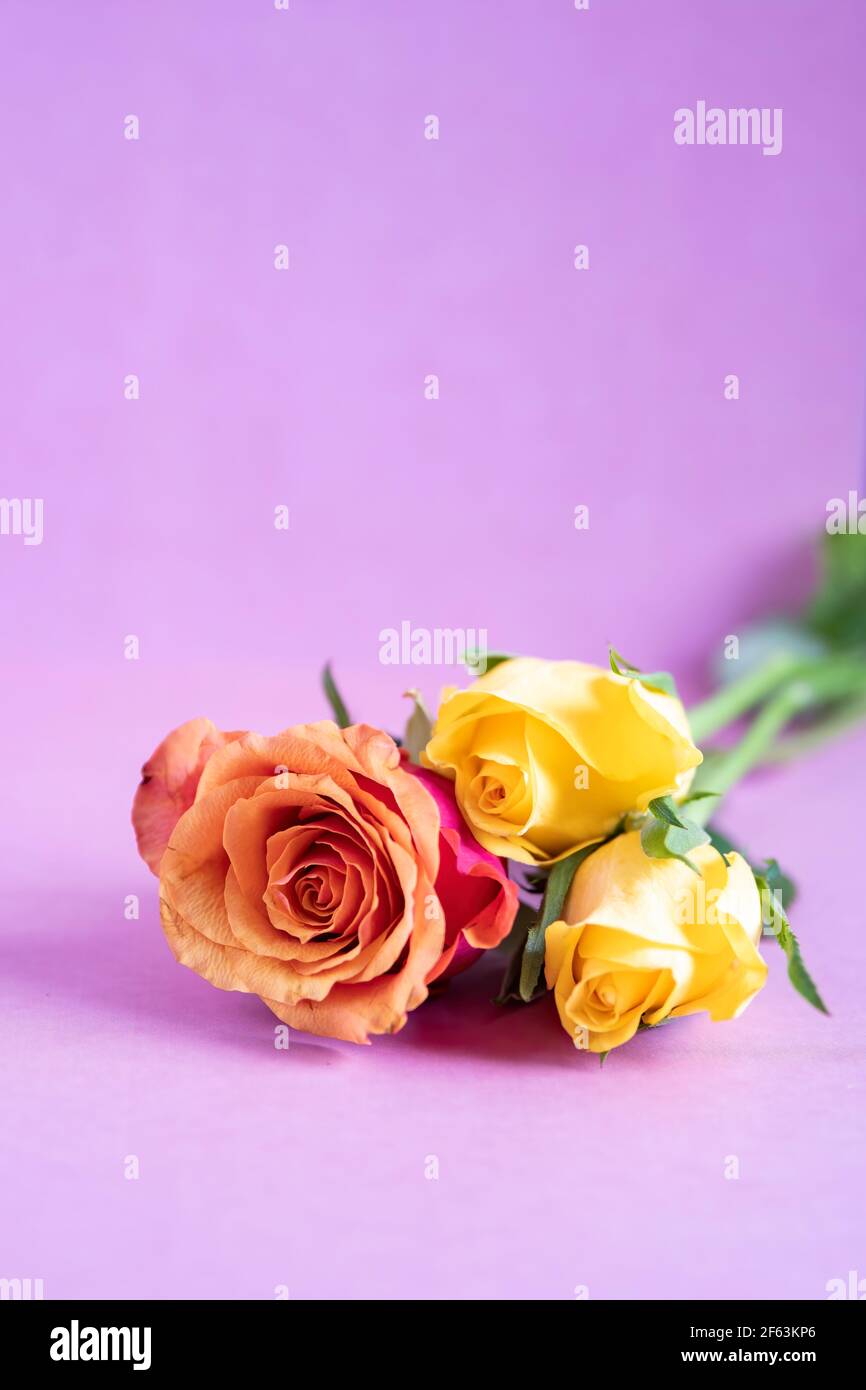 Roses yellow and red orange on flat background purple Stock Photo - Alamy