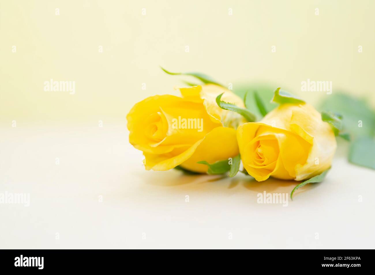 Yellow rose side view flower hi-res stock photography and images - Alamy