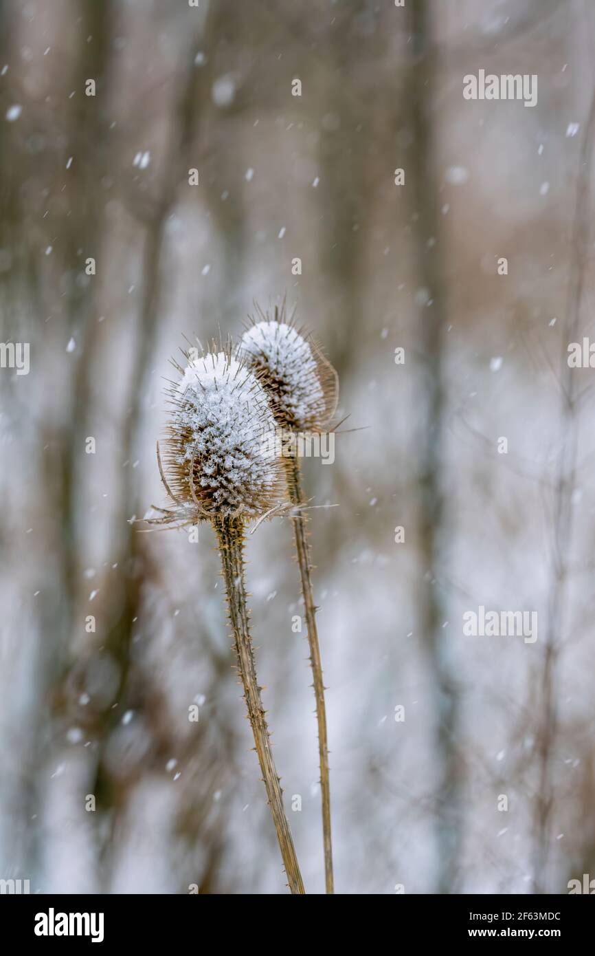 Prickly balls hi-res stock photography and images - Alamy