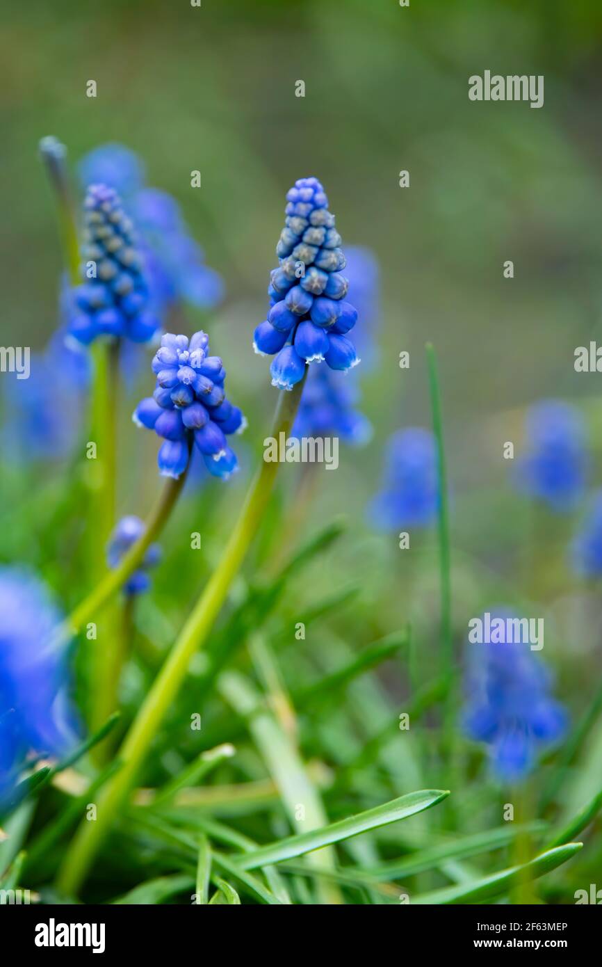 Blue grape grape hyacinth hi-res stock photography and images - Alamy