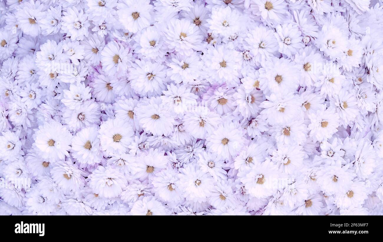 Fill the frame flowers hi-res stock photography and images - Alamy