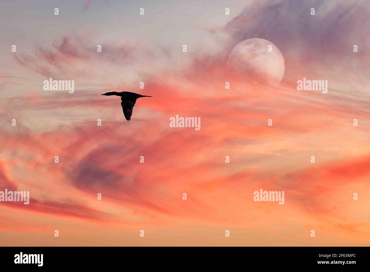 A Bird is Flying By The Moon At Sunset Stock Photo - Alamy