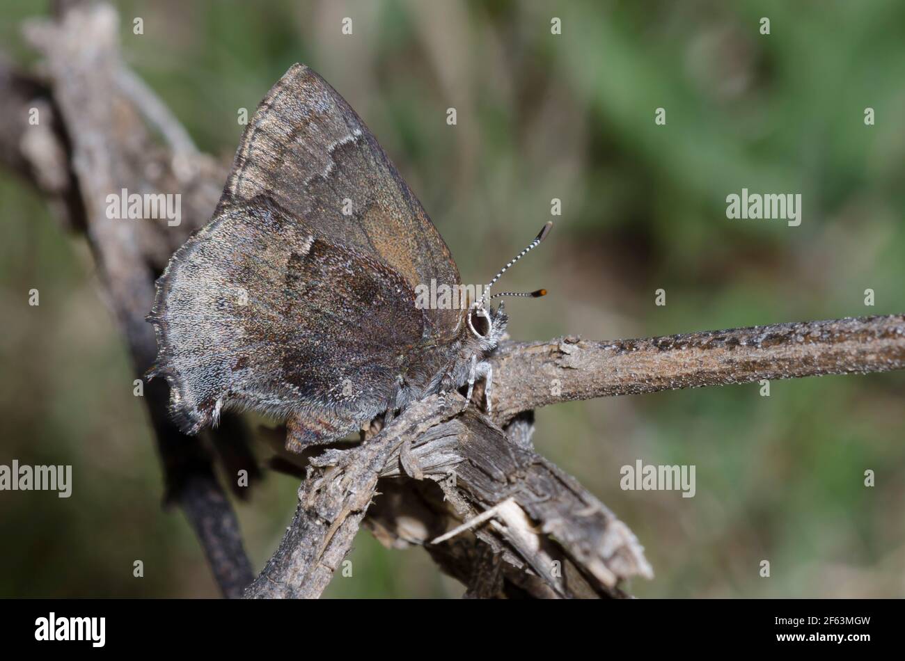 Callophrys irus hi-res stock photography and images - Alamy