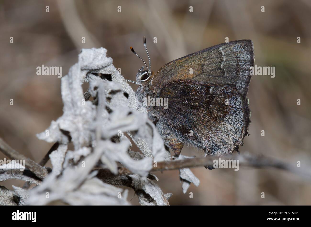 Elfin butterfly hi-res stock photography and images - Alamy