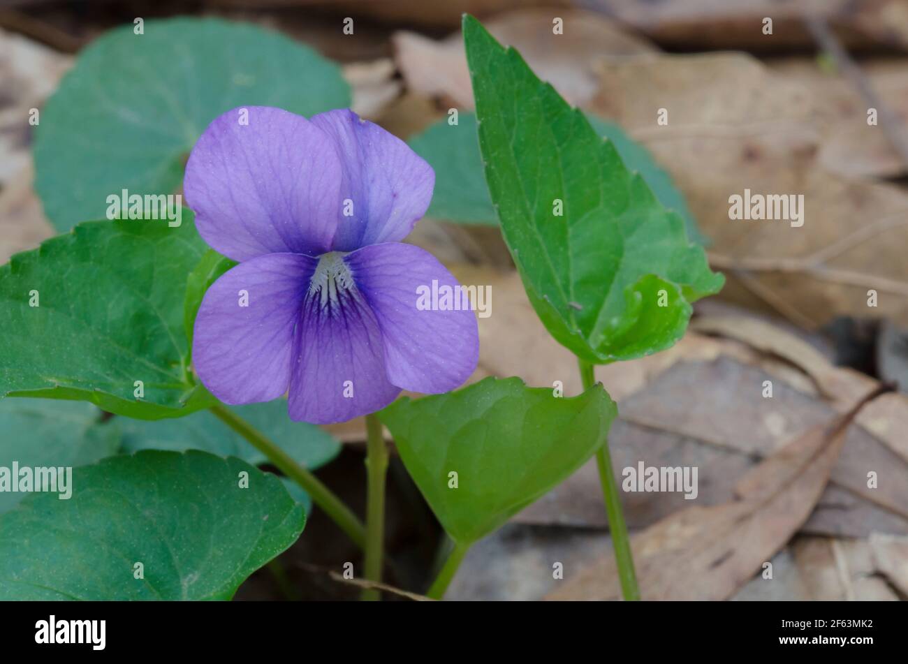 Common blue violet viola sororia hi-res stock photography and images ...
