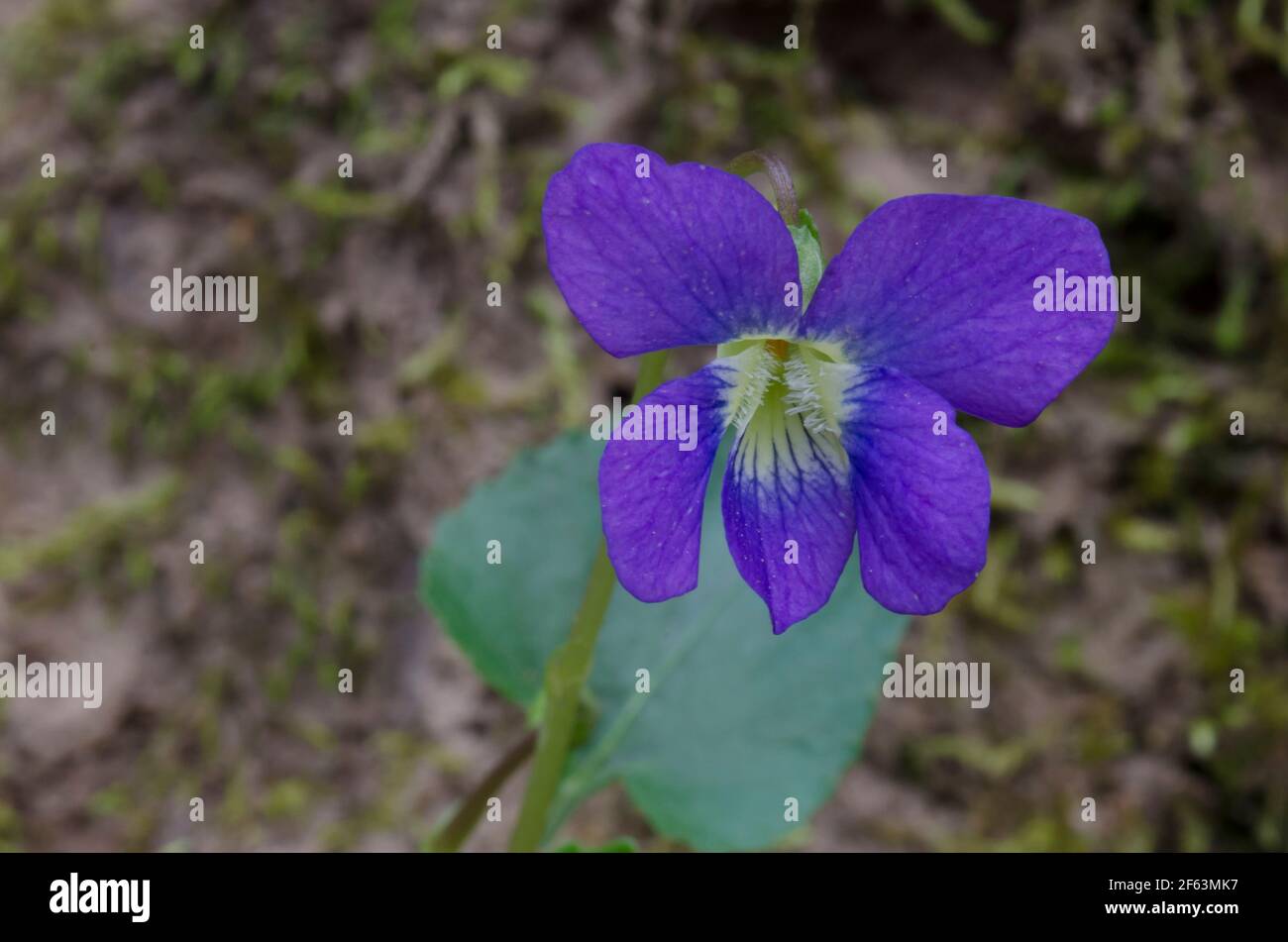 Common blue violet viola sororia hi-res stock photography and images ...