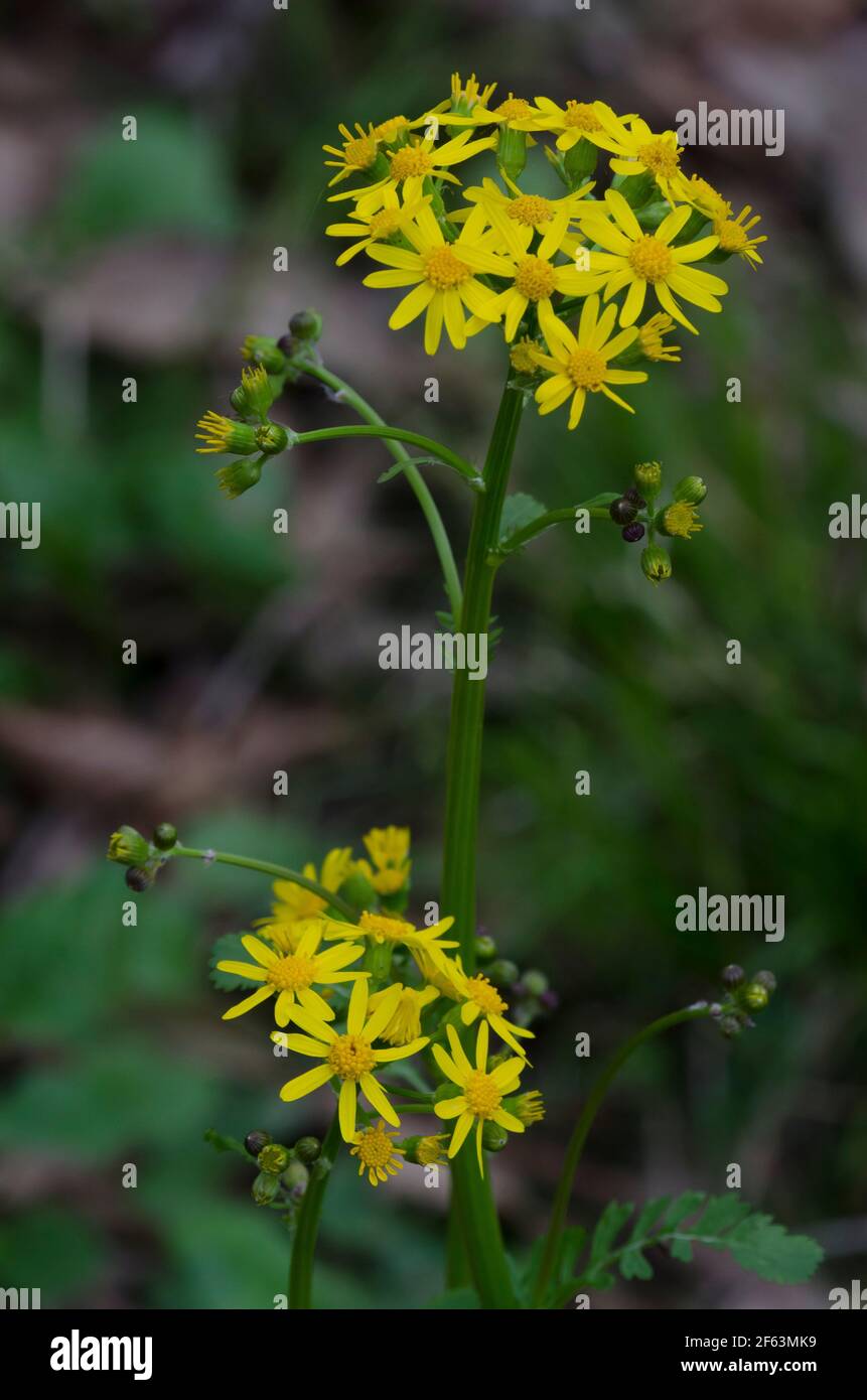 Roundleaf Ragwort, Packera obovata Stock Photo - Alamy