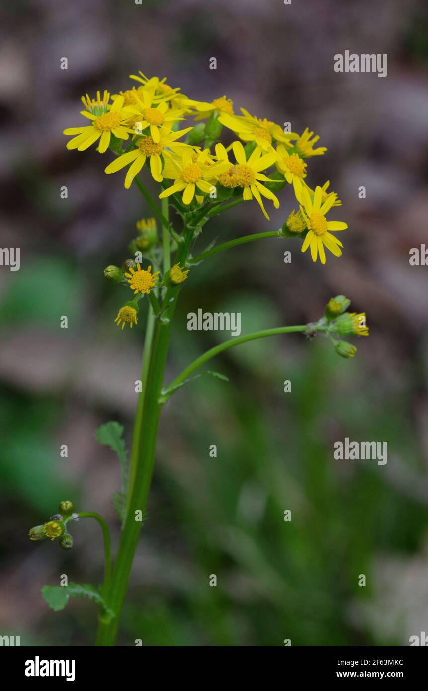 Roundleaf hi-res stock photography and images - Alamy