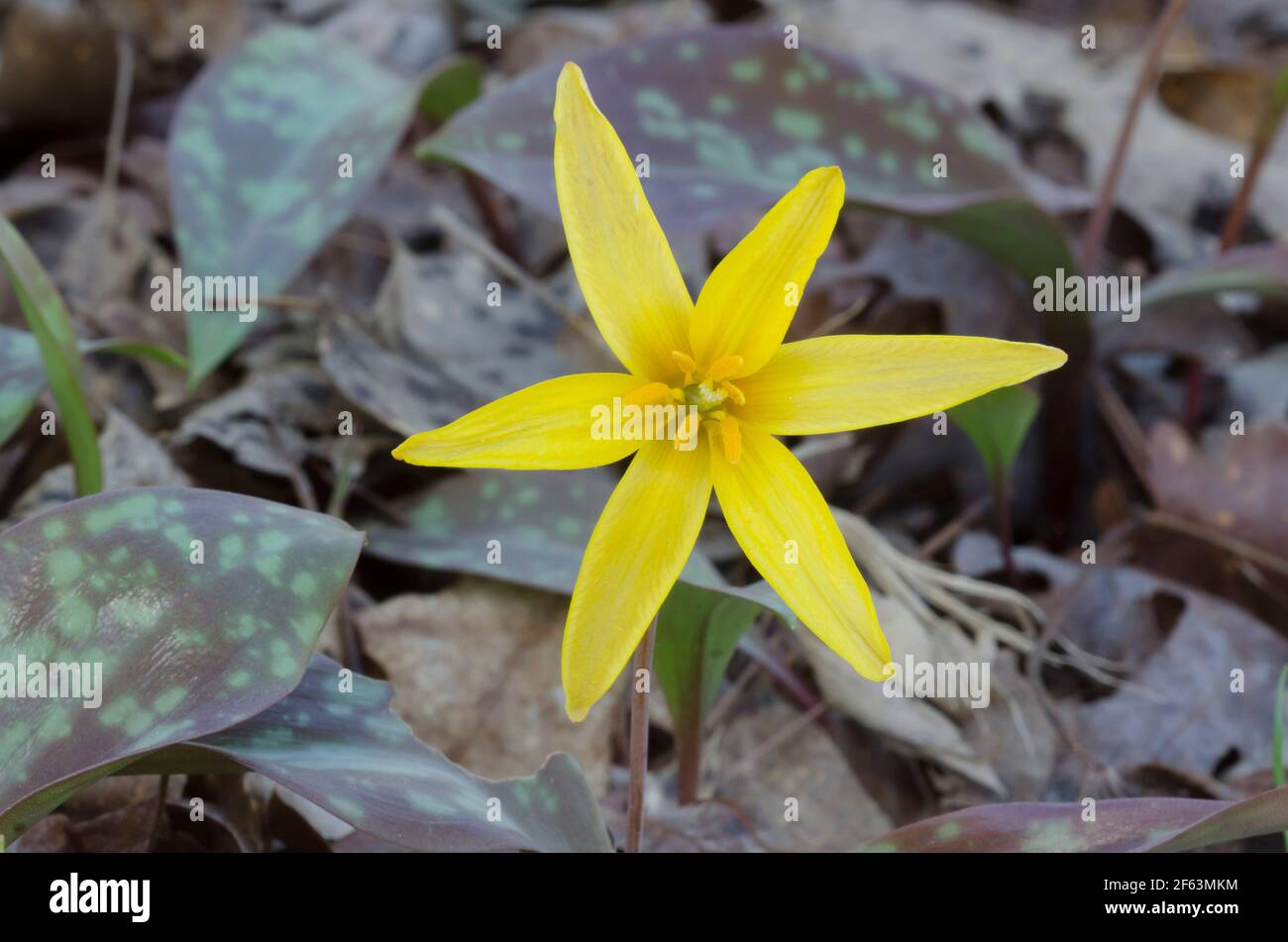Troutlily hi-res stock photography and images - Alamy