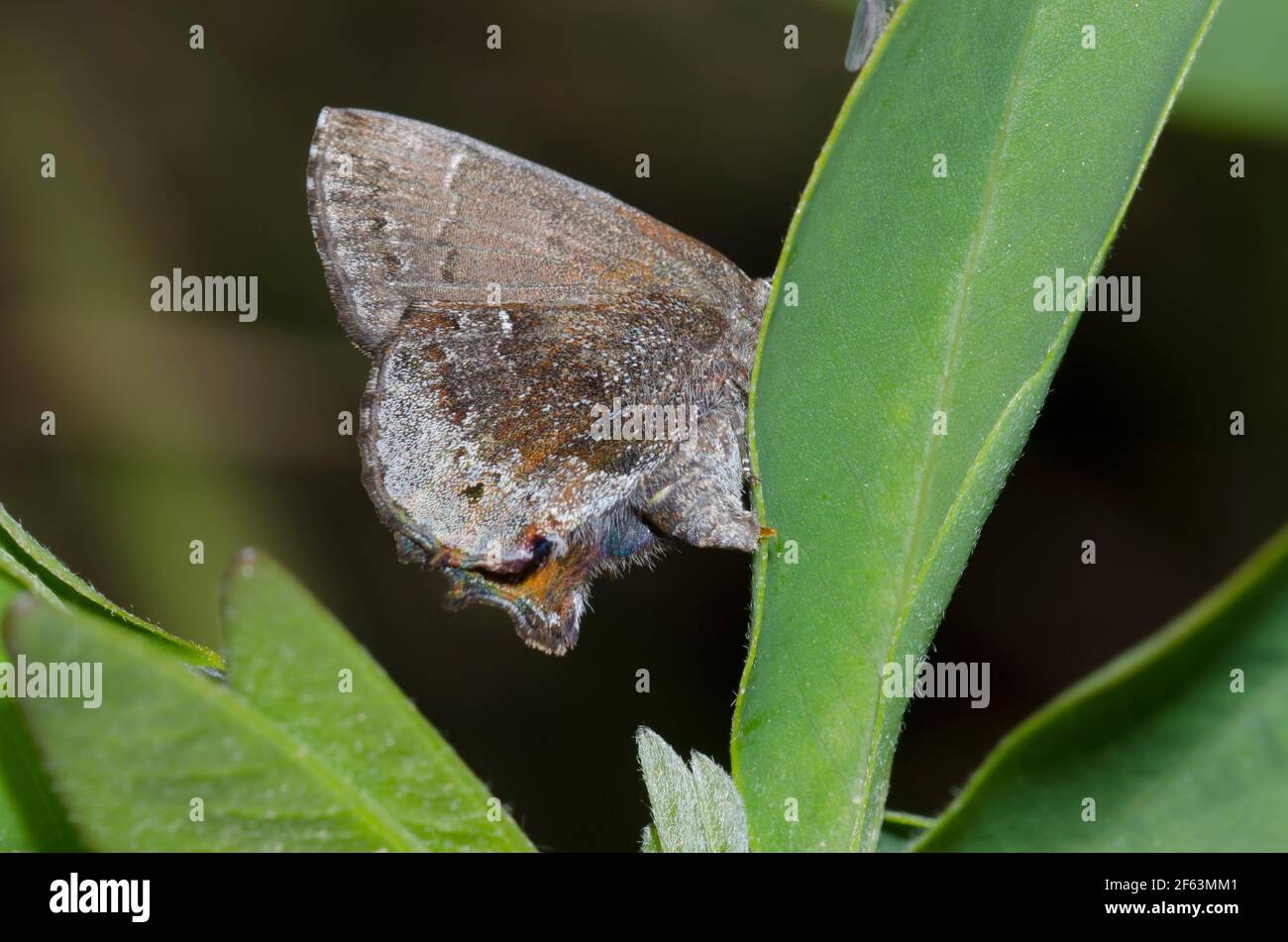 Elfin Butterfly High Resolution Stock Photography and Images - Alamy