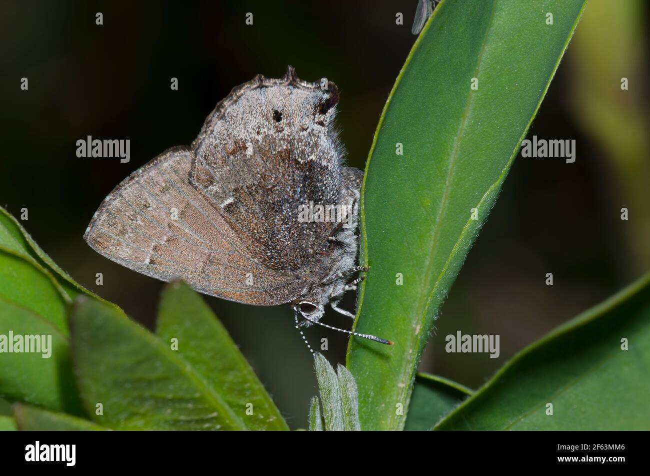 Frosted Elfin, Callophrys irus, female ovipositing on yellow wild ...