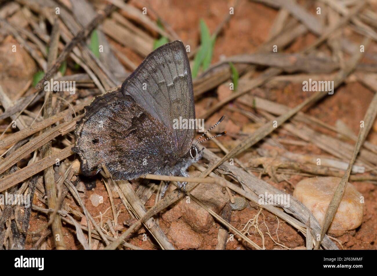 Elfin butterfly hi-res stock photography and images - Alamy