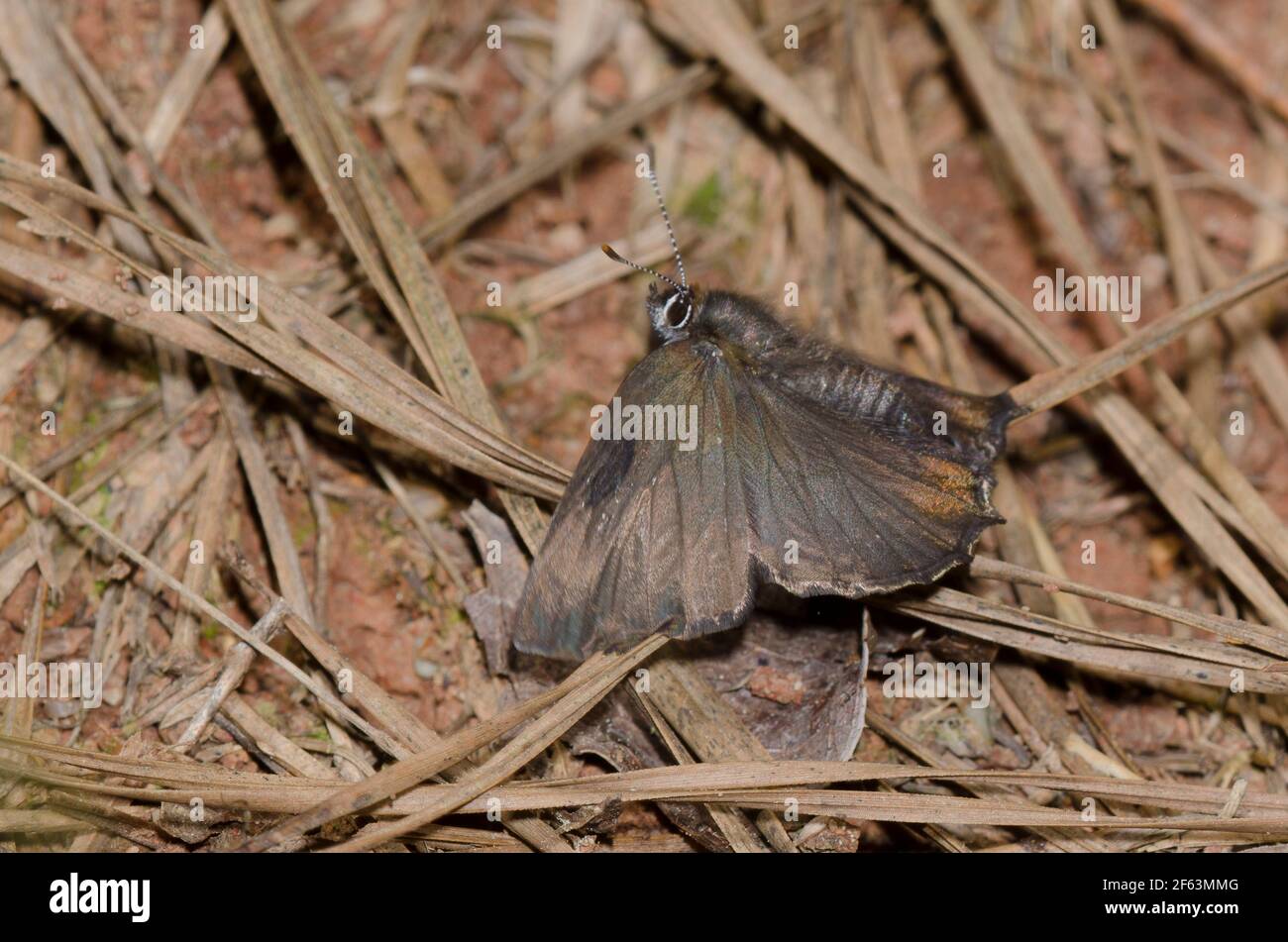 Frosted elfin hi-res stock photography and images - Alamy