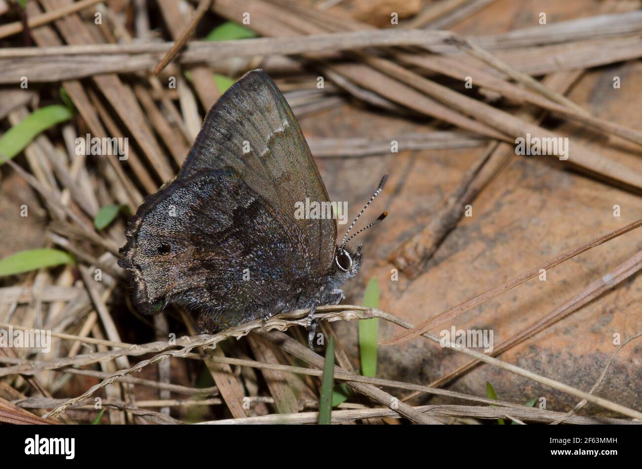 Elfin butterfly hi-res stock photography and images - Alamy