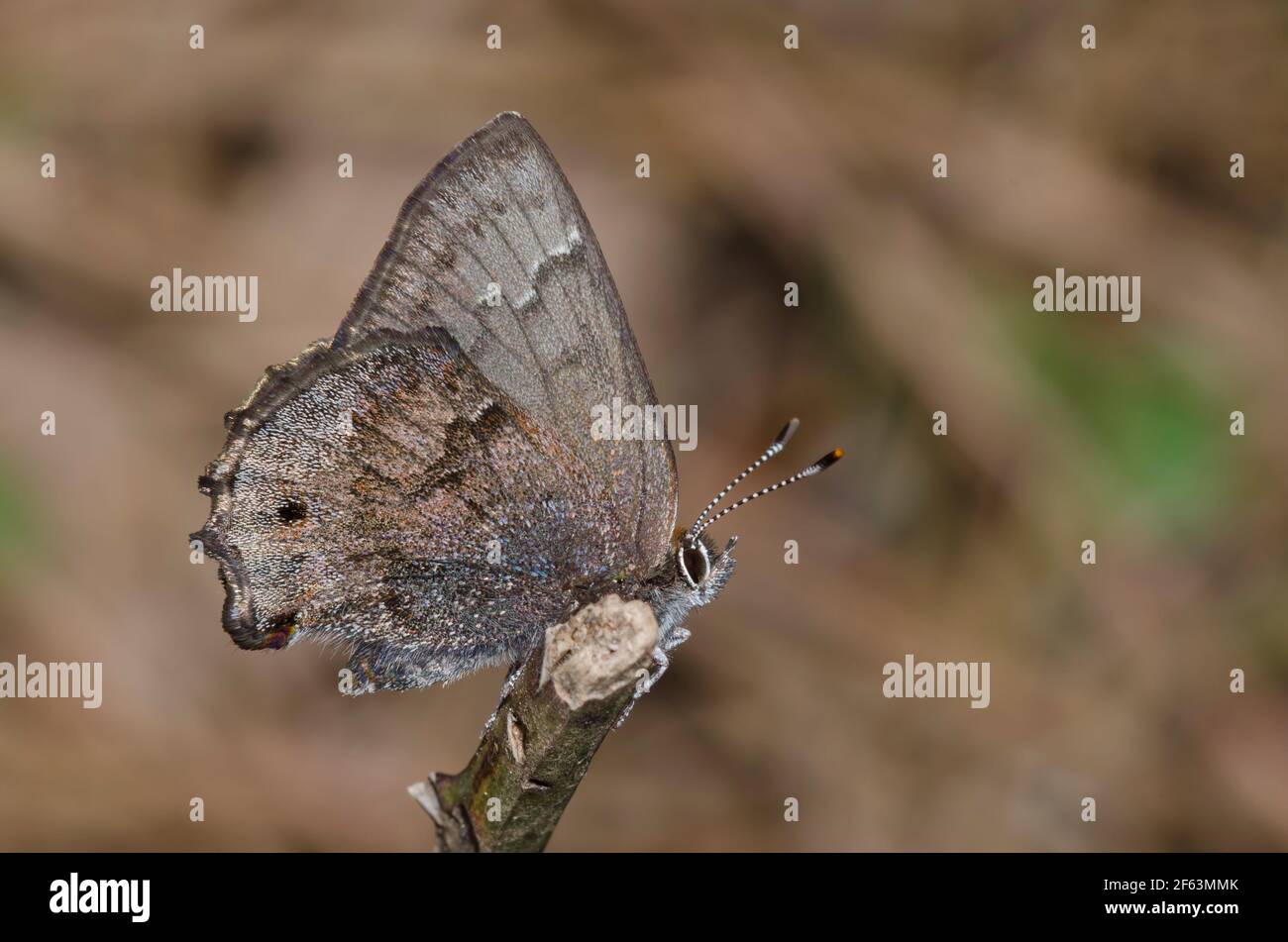 Elfin butterfly hi-res stock photography and images - Alamy