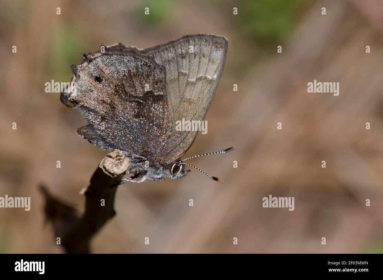 Elfin butterfly hi-res stock photography and images - Alamy