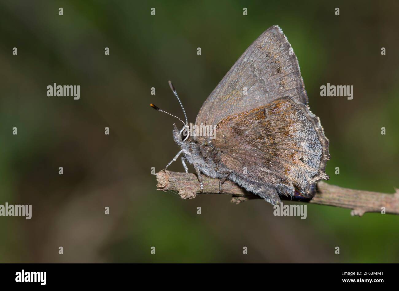 Elfin butterfly hi-res stock photography and images - Alamy