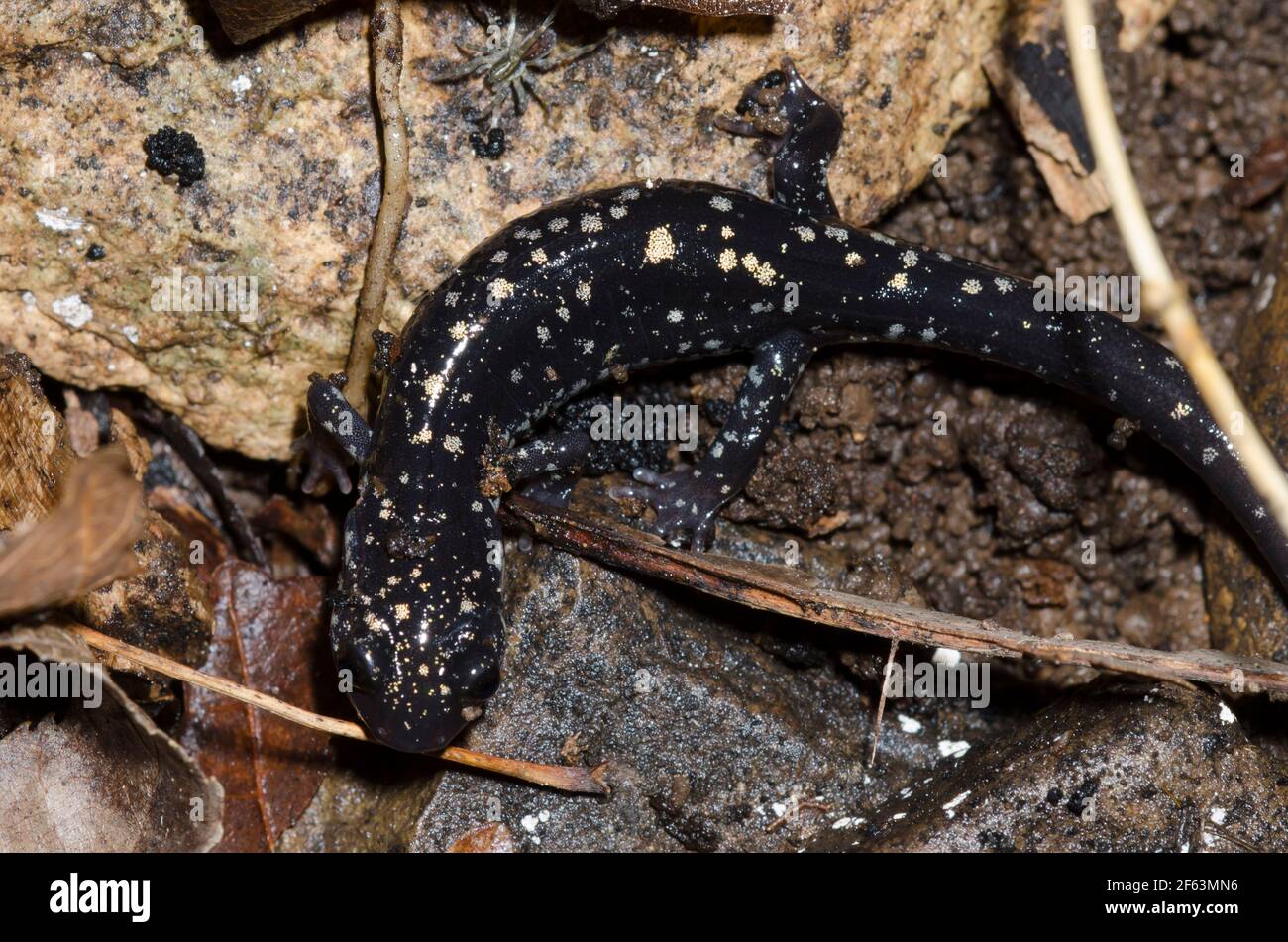 Plethodon sp hi-res stock photography and images - Alamy