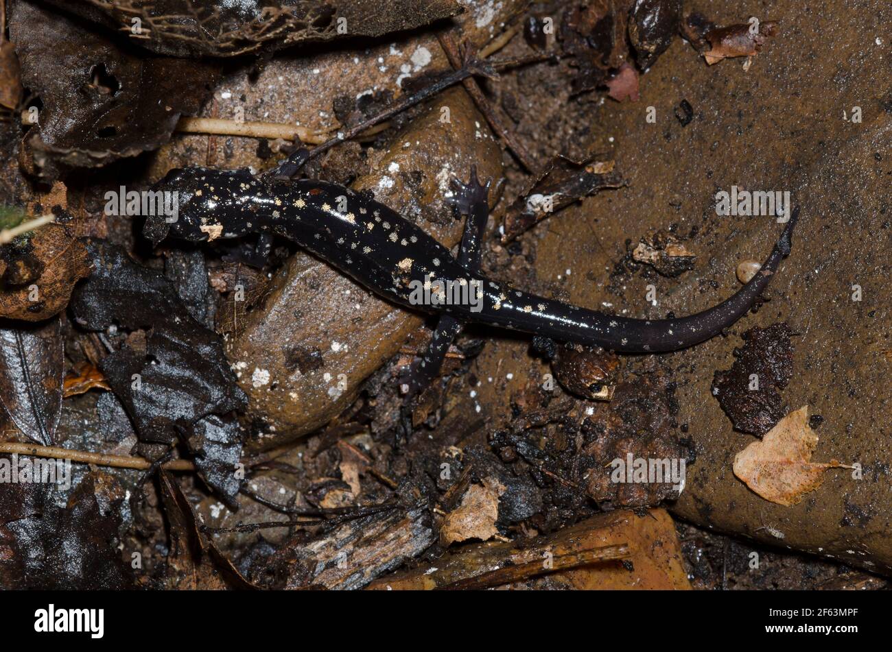 Salamander, Plethodon sp Stock Photo - Alamy